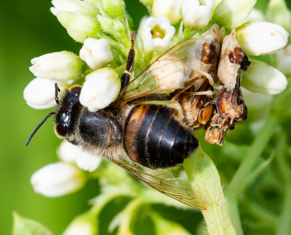 Western Honey Bee from Warsaw, IL 62379, USA on June 7, 2023 at 03:26 ...