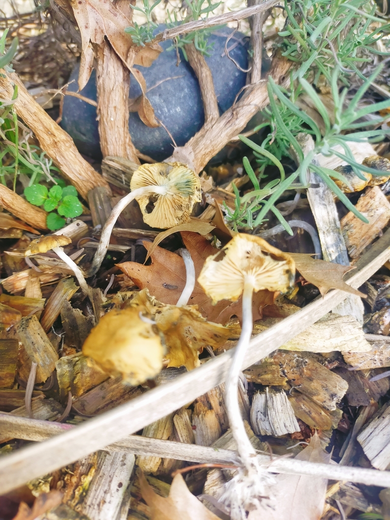 Psilocybe subaeruginosa from Paparoa, New Zealand on June 8, 2023 at 02 ...
