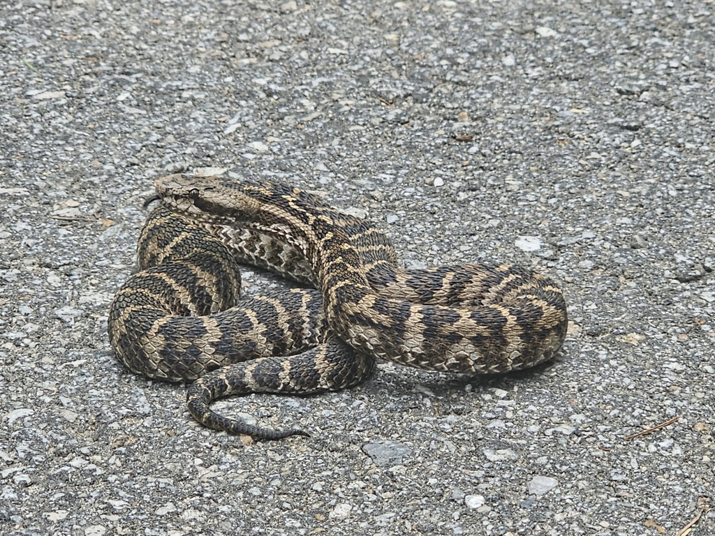 Central Asian Pitviper from 대한민국 경상북도 봉화군 on June 8, 2023 at 10:48 AM ...