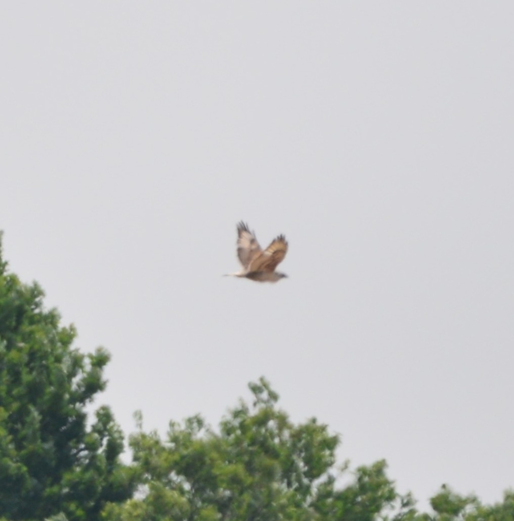Ferruginous Hawk from Location: 43.300012, -85.602168 on June 5, 2023 ...