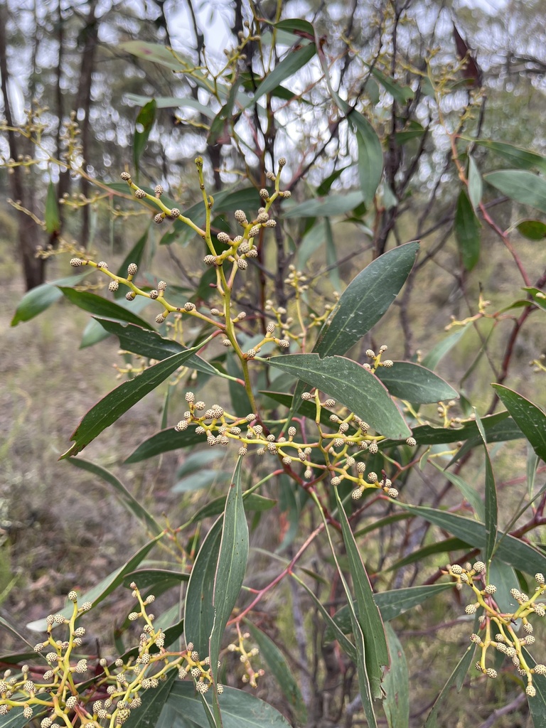 Golden Wattle from Cameron Ward, Clunes, VIC, AU on June 8, 2023 at 12: ...