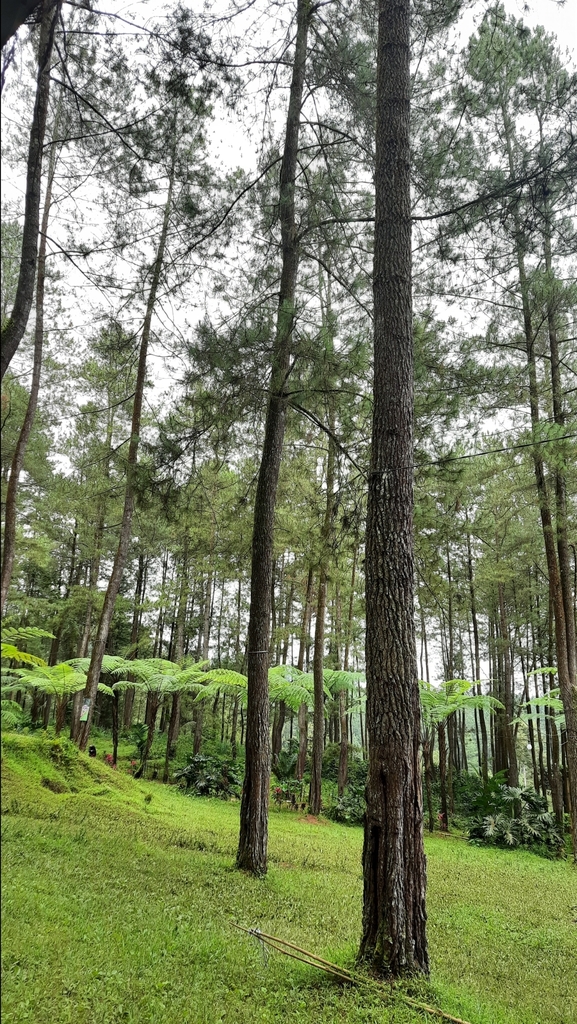 Sumatran pine from 4R88+R2P, Area Hutan, Nglurup, Kec. Sendang ...