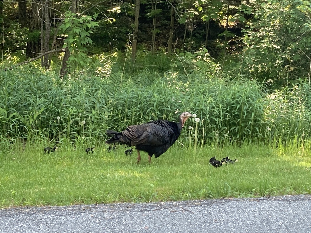 Wild Turkey from Alpine Dr, Jericho, VT, US on June 1, 2023 at 04:37 PM ...