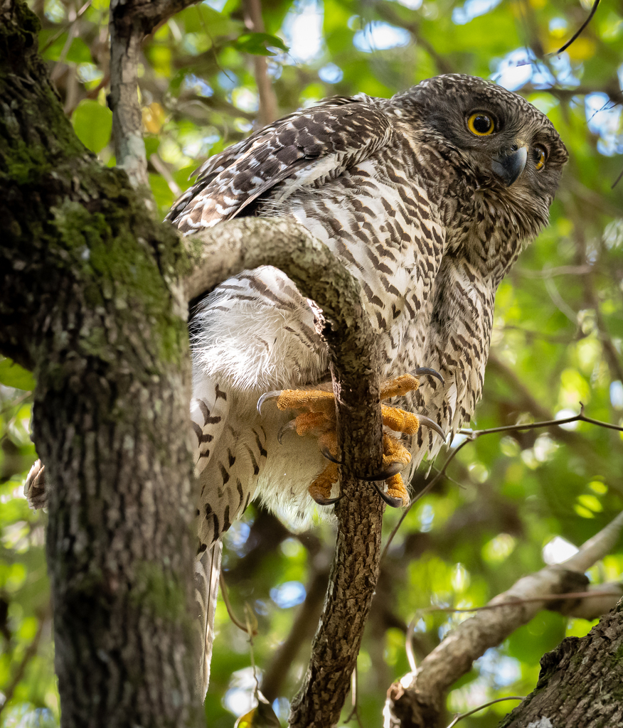 Powerful Owl in June 2023 by Bob Edgar · iNaturalist
