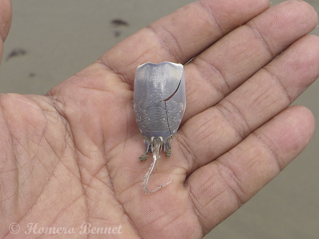 Sand Fleas from Pajapan, Ver., México on June 4, 2023 at 12:11 PM by ...