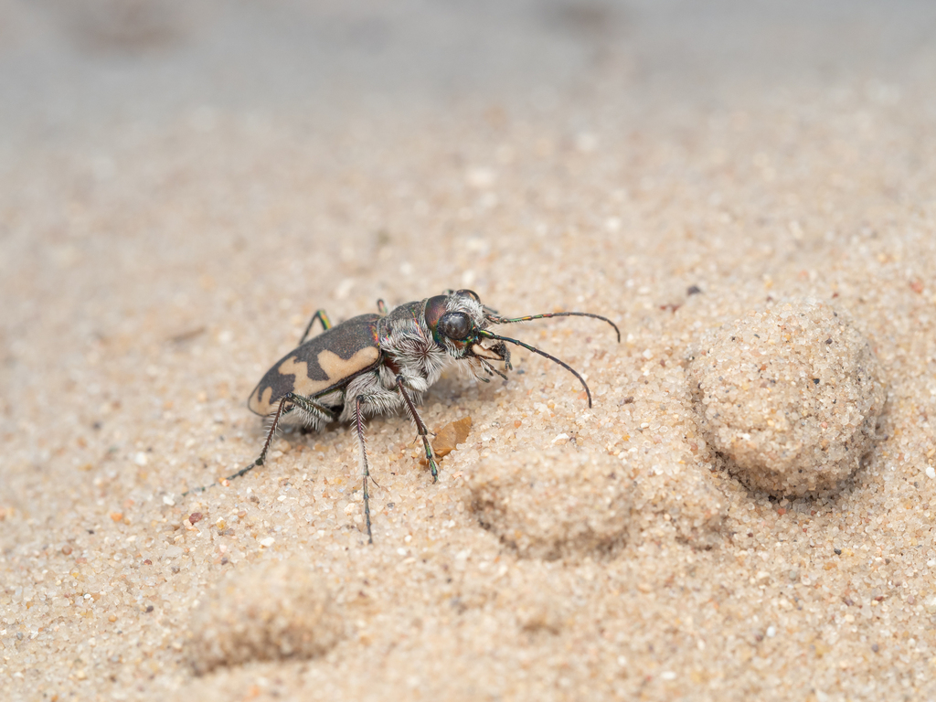 Eastern Sand Tiger Beetle from Waukesha County, WI, USA on May 21, 2023 ...