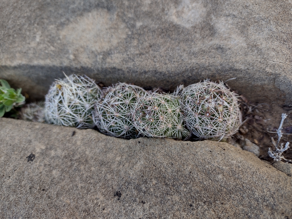 Coryphantha neglecta from 25590 Coah., México on June 4, 2023 at 06:25 ...