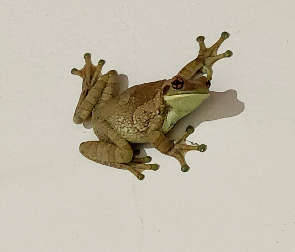 Veined Tree Frog from Lago dos Rodrigues - MA, Brasil on April 9, 2023 ...