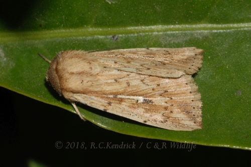 Mythimna pulchra · iNaturalist