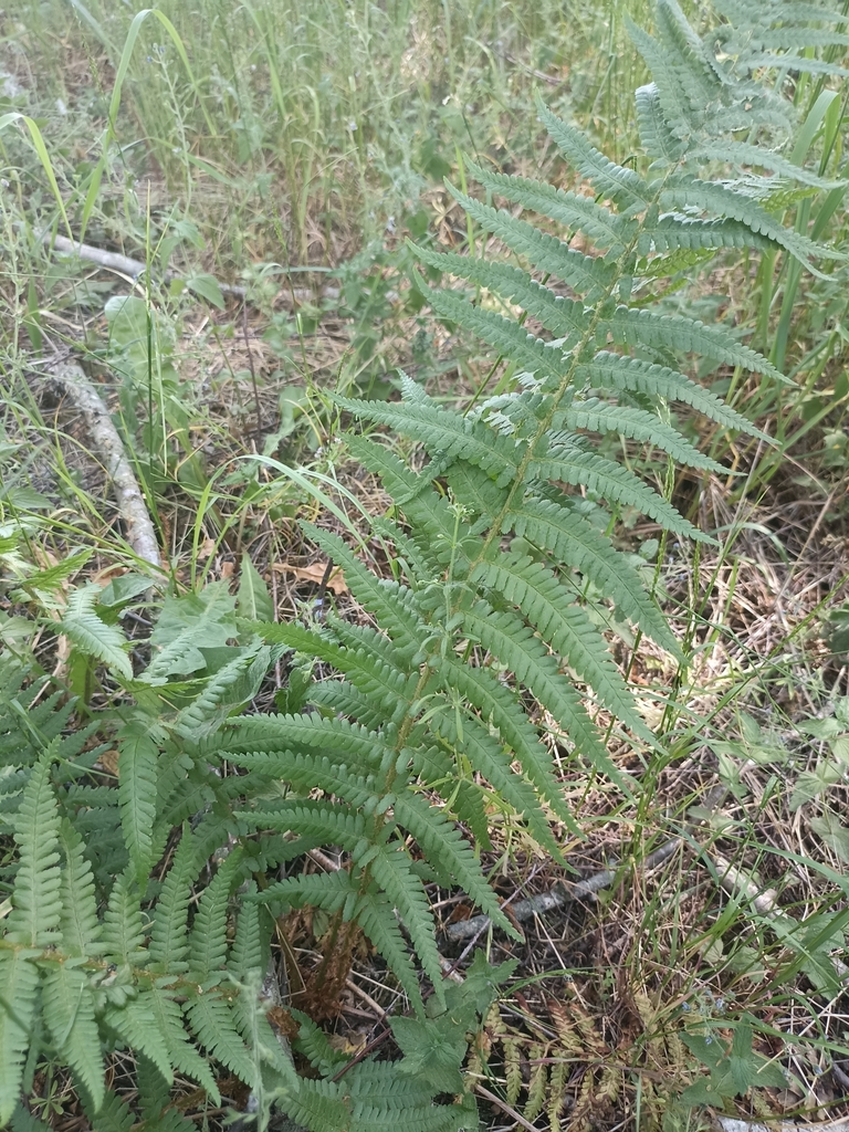 male fern from Нясвіжскі раён, Беларусь on June 8, 2023 at 03:14 PM by ...