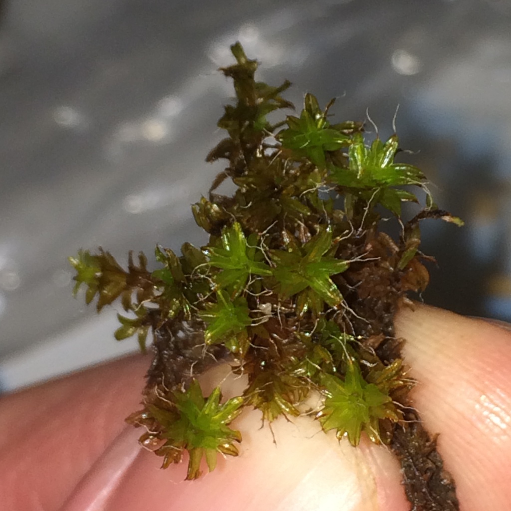 Great Hairy Screw-moss (Syntrichia ruralis ruralis) - Botanical Realm