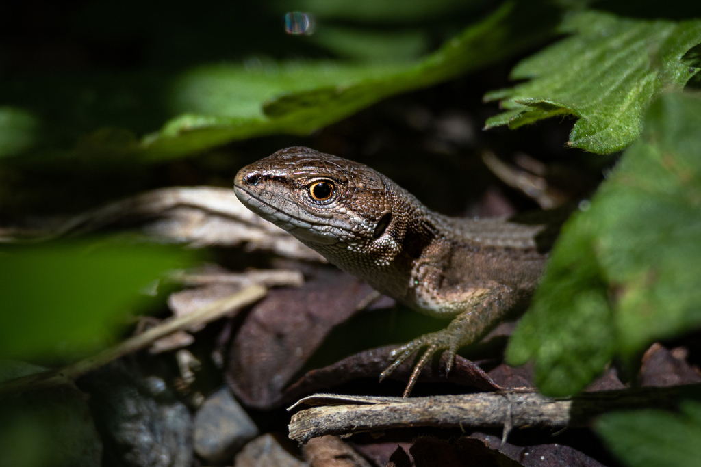 Japanese Grass Lizard from 5-chōme-7-29 Minamiazabu, Minato City, Tokyo ...