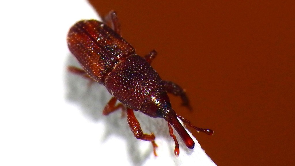 Rice Weevil
