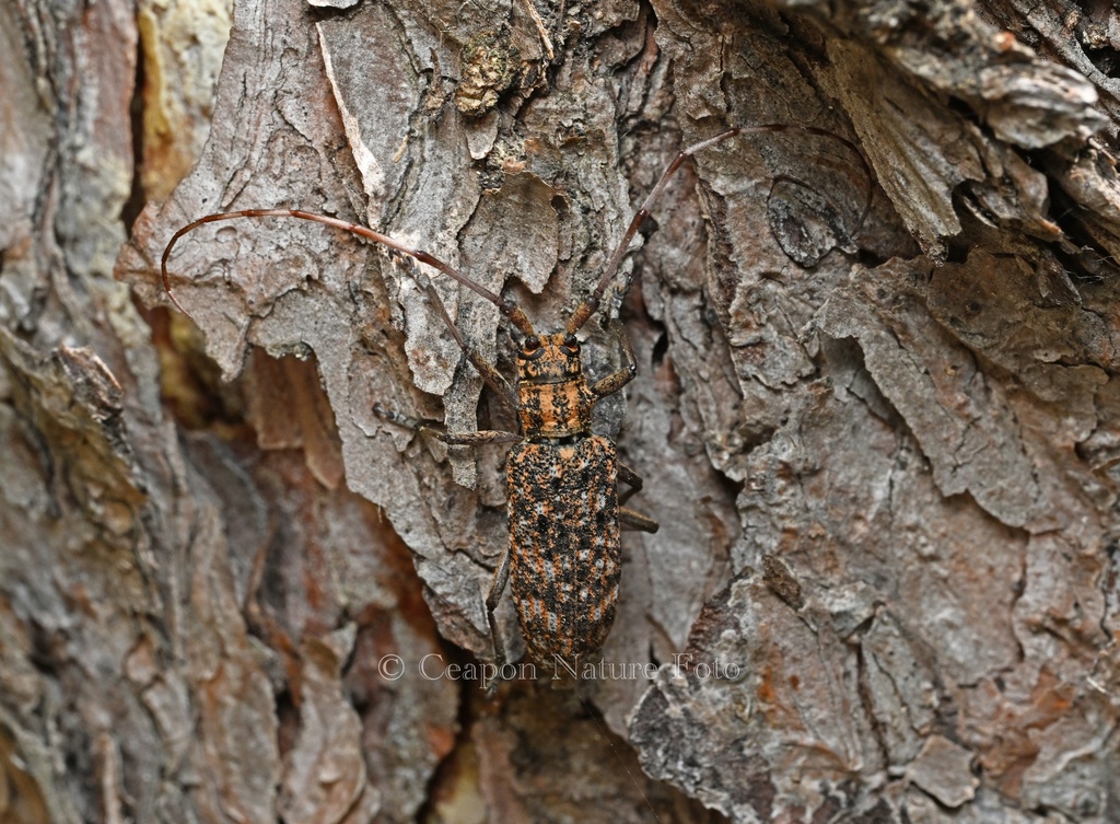 Monochamus alternatus from 牟平区, 烟台市, 山东省, CN on June 7, 2023 at 10:51 ...