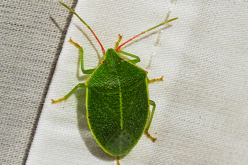 Chlorocoris hebetatus · iNaturalist Canada
