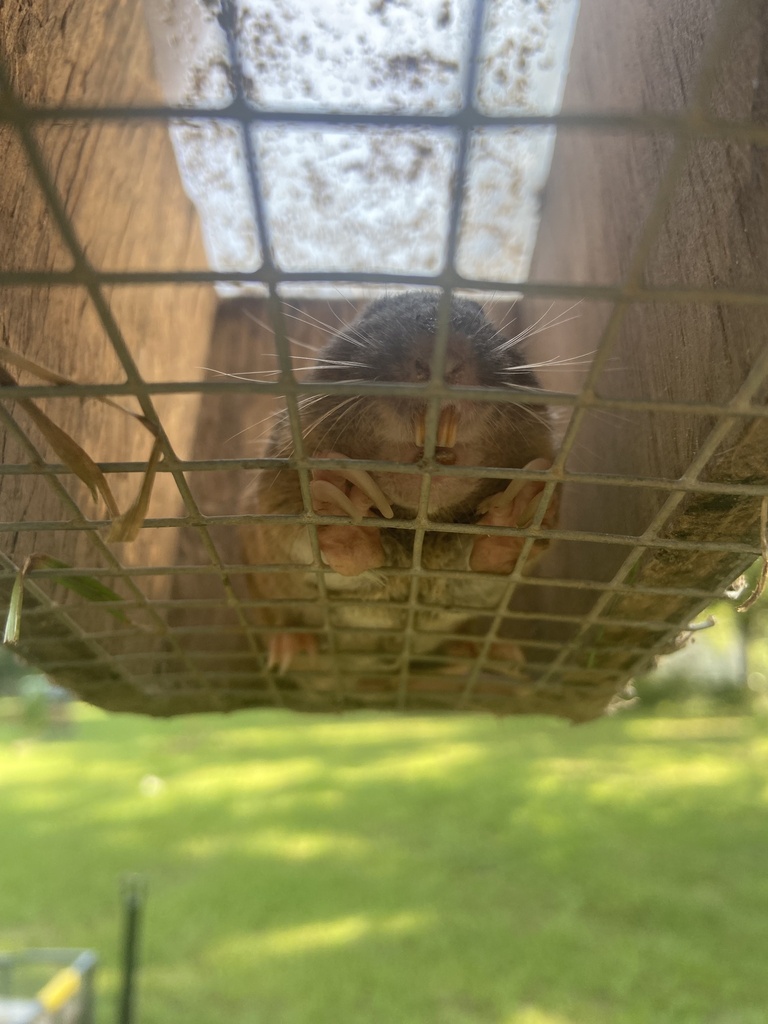 Baird's Pocket Gopher from Yankee Ridge Rd, Deridder, LA, US on June 8 ...