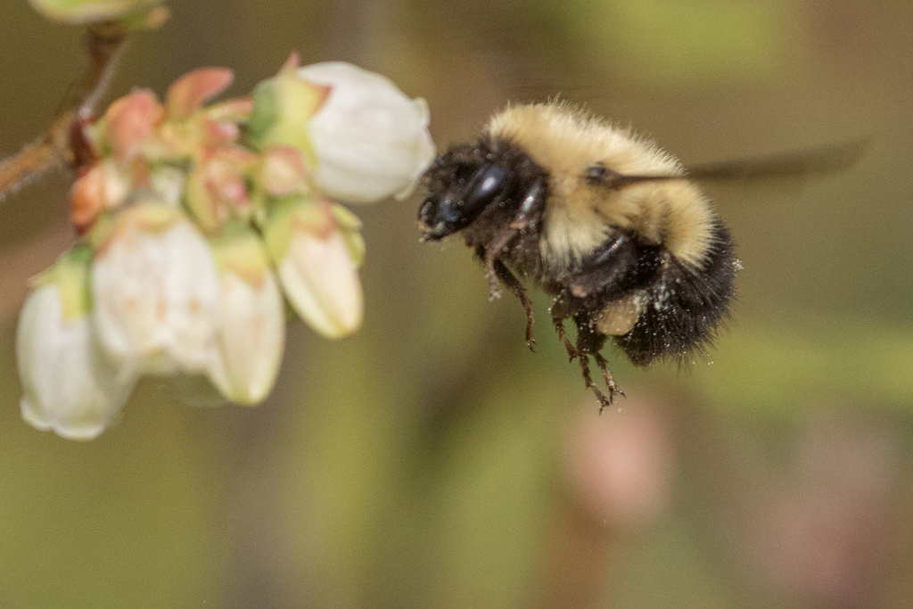 Sanderson's Bumble Bee from Franklin, VT, USA on May 21, 2023 at 02:36 ...