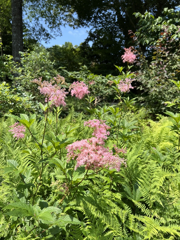 queen of the prairie from Old Coal City Rd, Ragland, AL, US on June 8, 2023 at 11:03 AM by ...