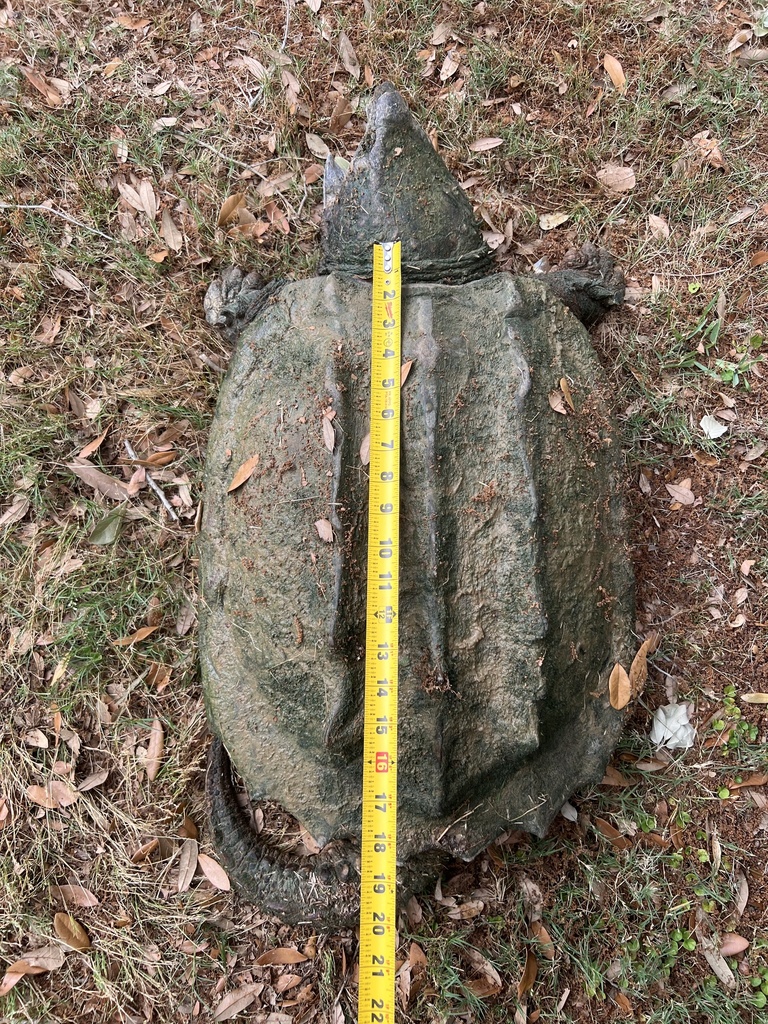 Alligator Snapping Turtle in April 2023 by Joseph Fiorenza · iNaturalist