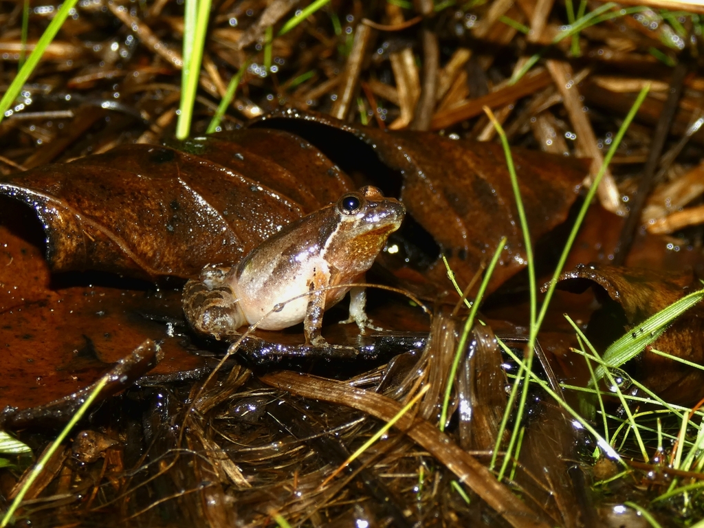 Southern Cricket Frog from Lake County, US-FL, US on May 24, 2023 at 06 ...