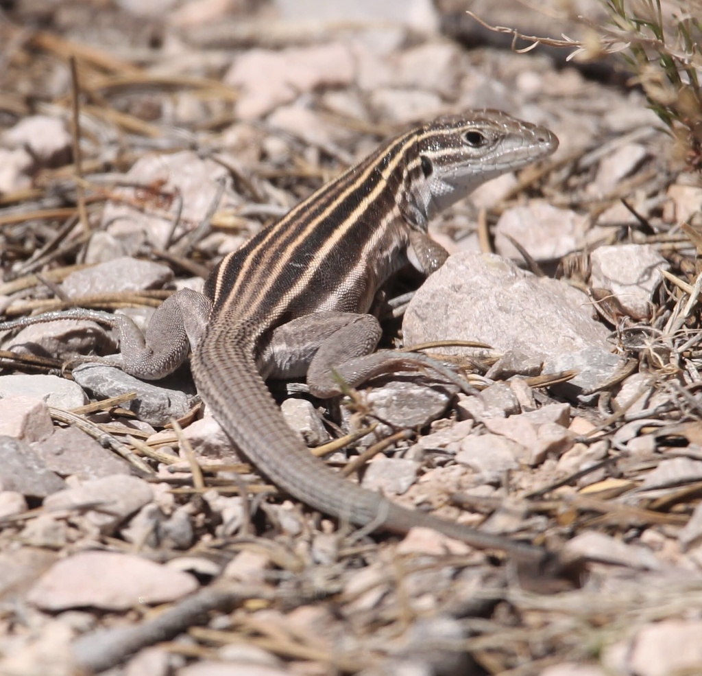 Plateau Striped Whiptail from Bluewater Lake State Park, Prewitt, NM ...