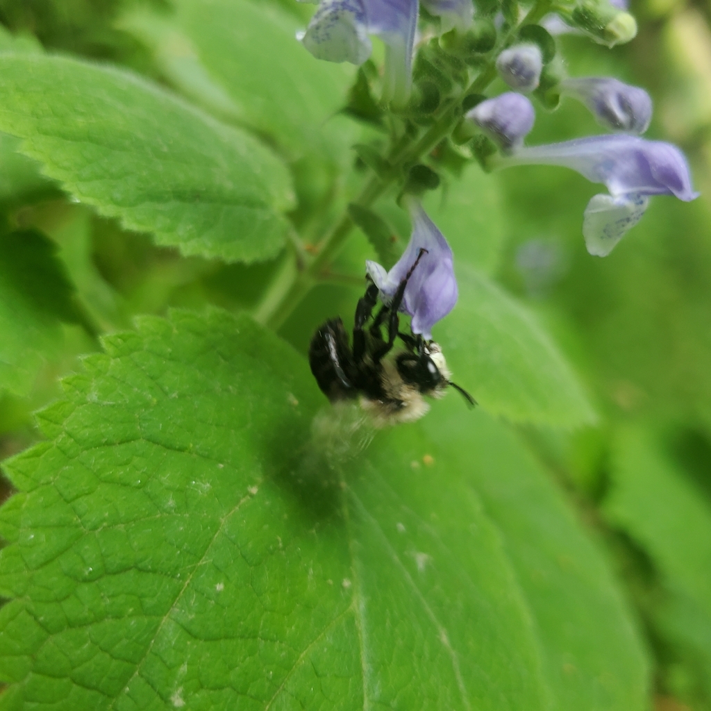 Abrupt Digger Bee in June 2023 by Stephanie Mulchek. TEST, 15 ...