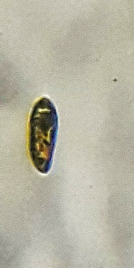 Cryptista from Xalapa, Ver., Mexico on June 2, 2023 at 08:59 PM by ...