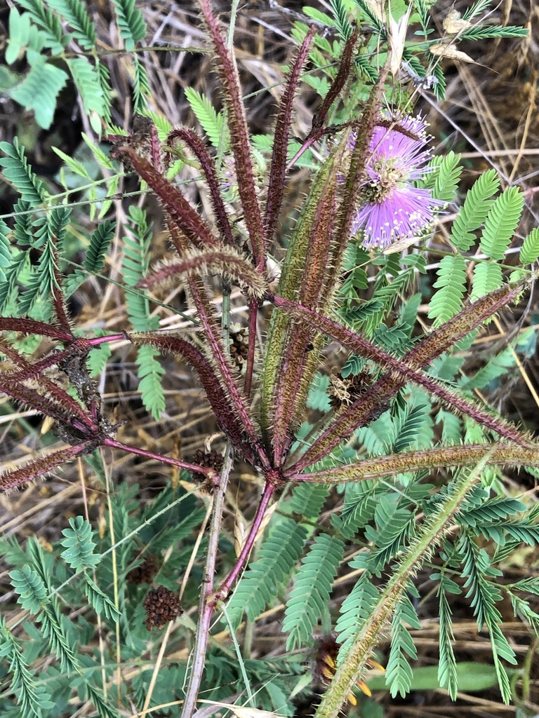 Catclaw Briar from County Road 1109B, Rio Vista, TX, US on June 08 ...