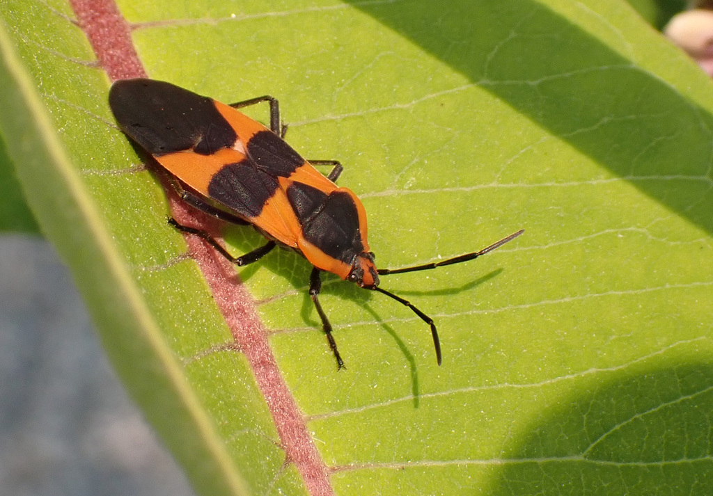 Large Milkweed Bug from Travilah, MD, USA on June 8, 2023 at 09:40 AM ...