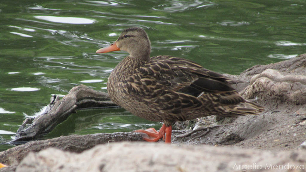 Mexican Duck from Sin Nombre de Col 9, Saltillo, Coah., México on May ...