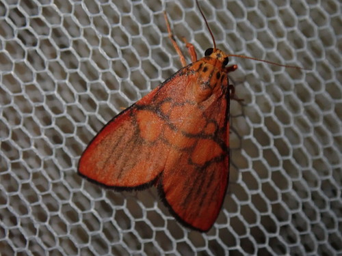 Integrivalvia dinawa · NaturaLista Colombia
