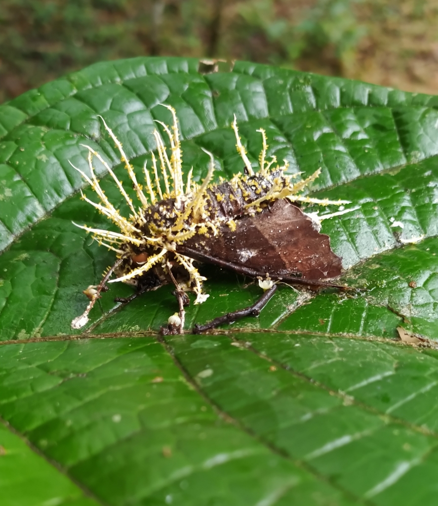 Akanthomyces from Mocoa, Putumayo, Colombia on April 29, 2023 at 09:20 ...