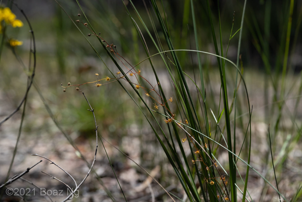 Shield Sundew in December 2021 by Boaz Ng. Southerly extent of true ...
