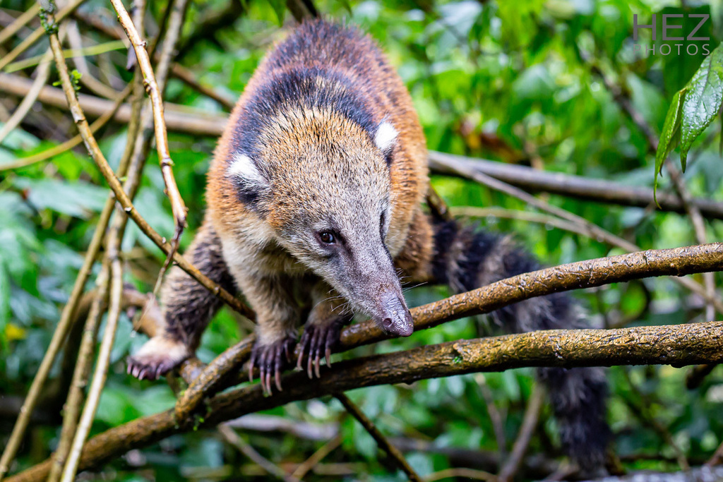 Achuni desde Salento, Quindio, Colombia el 16 de mayo de 2017 a las 10: ...