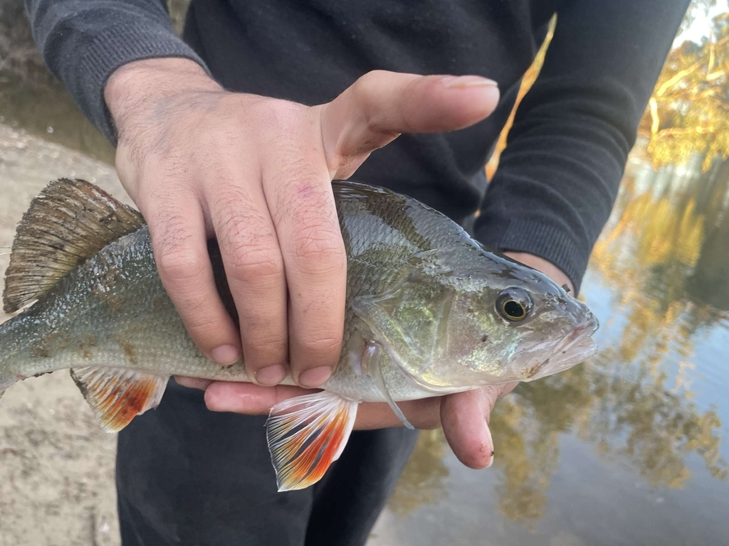 European Perch from Victoria, Australia on May 22, 2023 by Sam Hagen ...