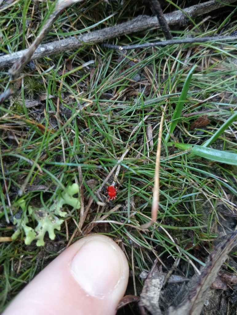 Velvet Mites from Eumeralla Scout Camp on June 8, 2023 at 10:35 AM by ...