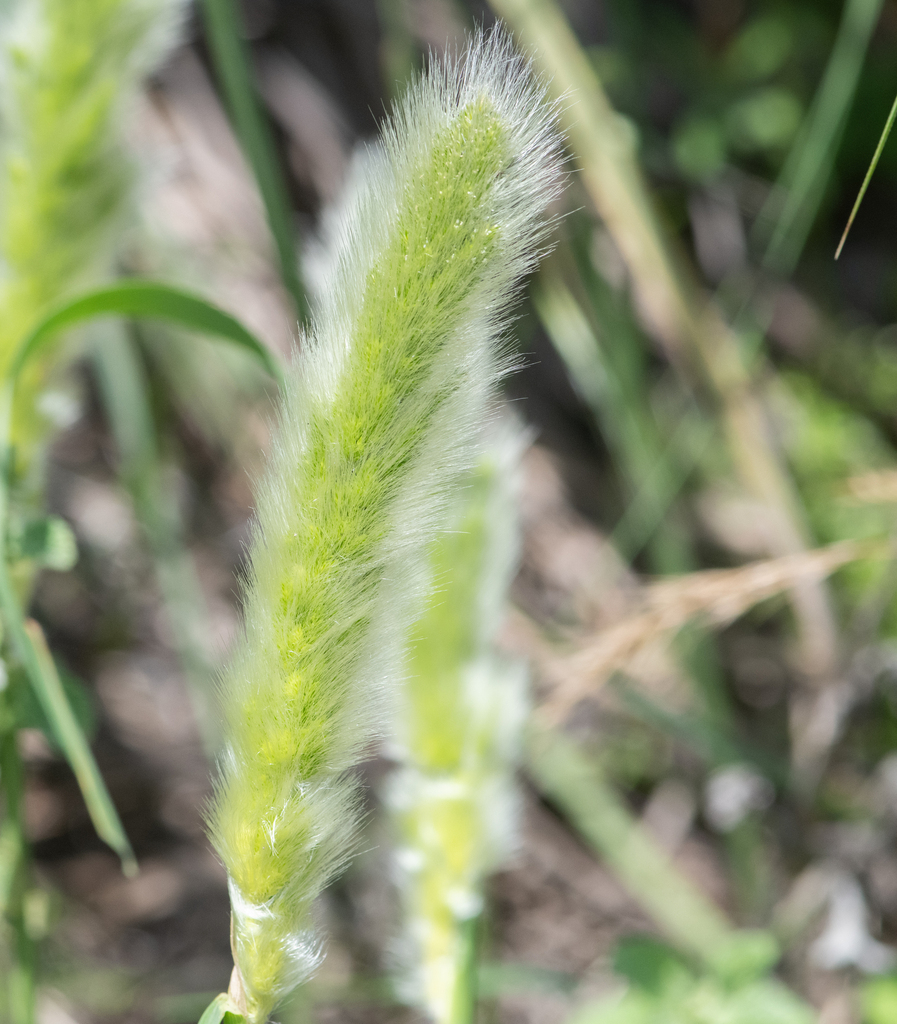 rabbitfoot grass from Los Angeles, CA, USA on June 8, 2023 at 01:42 PM ...