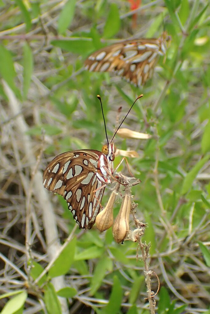 Gulf Fritillary from South Mountain Village, Phoenix, AZ, USA on June 8 ...
