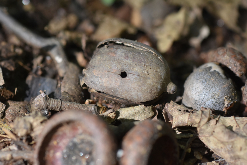 Nut and Acorn Weevils from Ashe County, NC, USA on June 8, 2023 at 03: ...