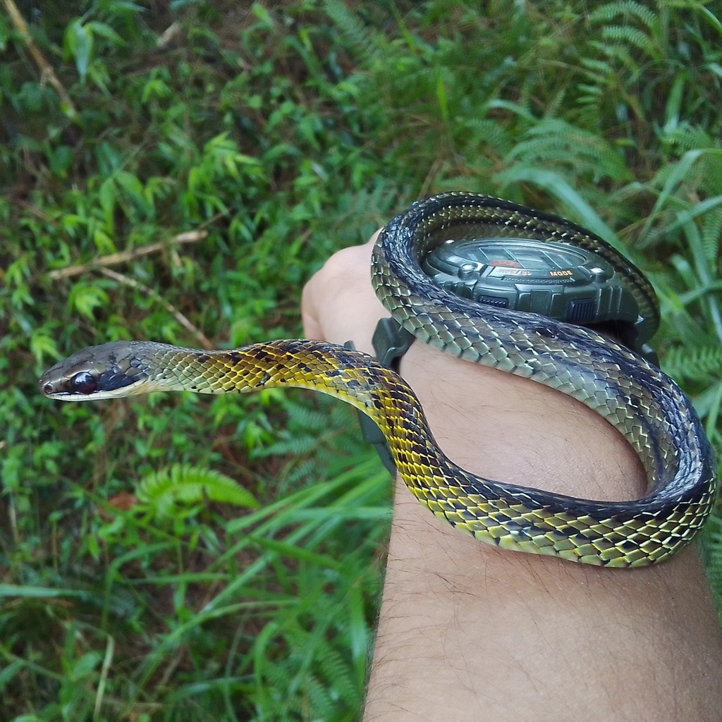 Forest Racer from San Francisco, Cundinamarca, Colômbia on April 5 ...