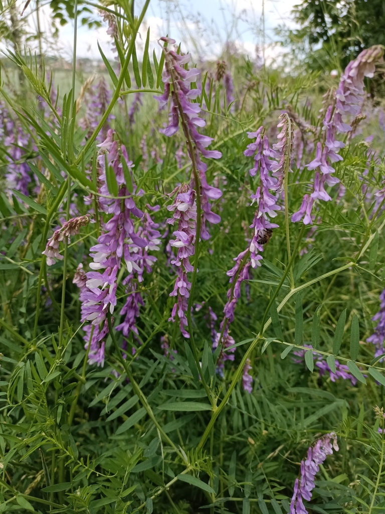 Fine-leaved Vetch from Praha 13, Česko on June 9, 2023 at 01:08 PM by ...