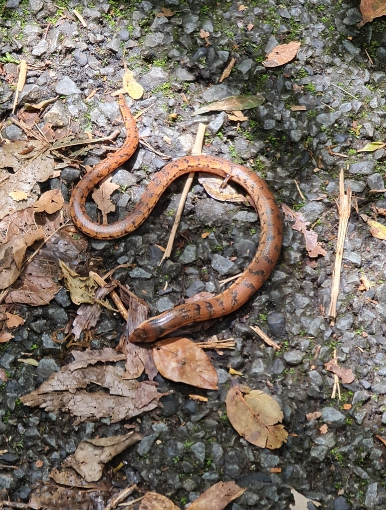 Three-toed Snake-Skink from Springbrook QLD 4213, Australia on June 9 ...