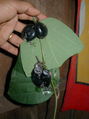 Passiflora anfracta · NaturaLista Colombia