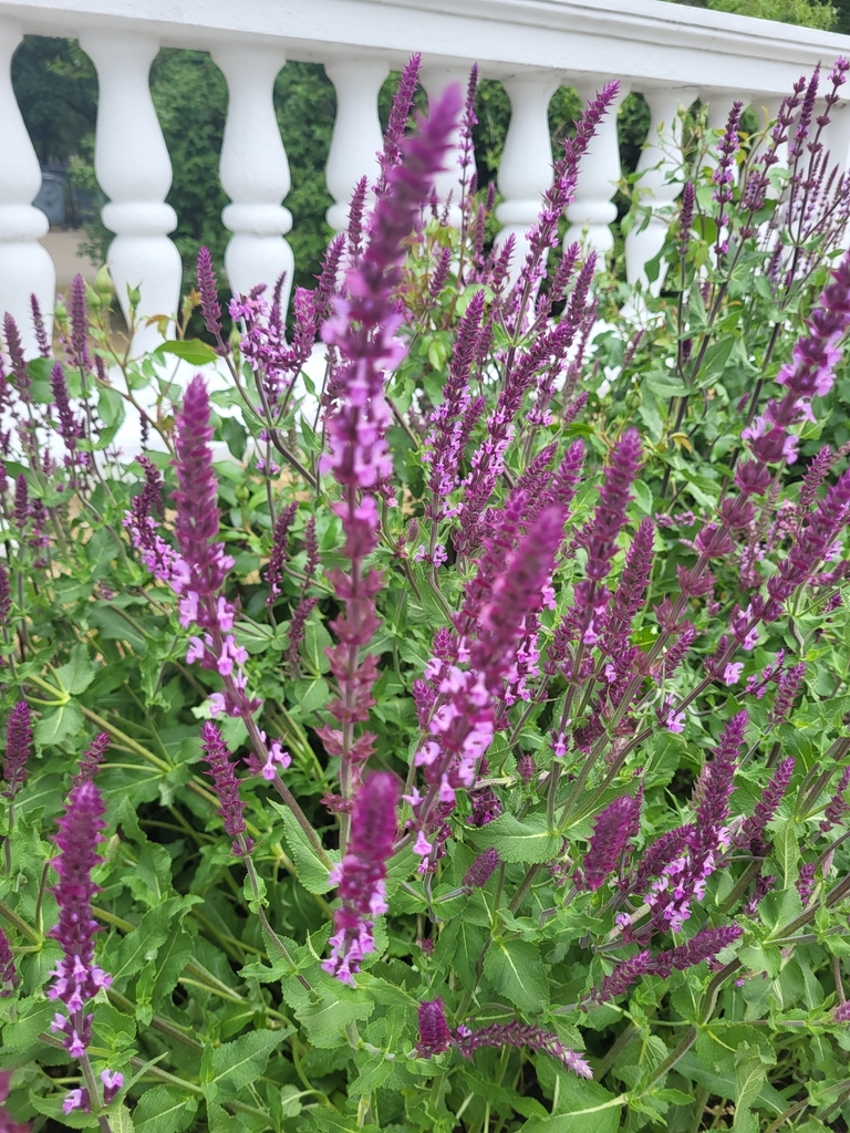 Purple Wood Sage from Янки Купалы, Минск, Беларусь on June 9, 2023 at ...