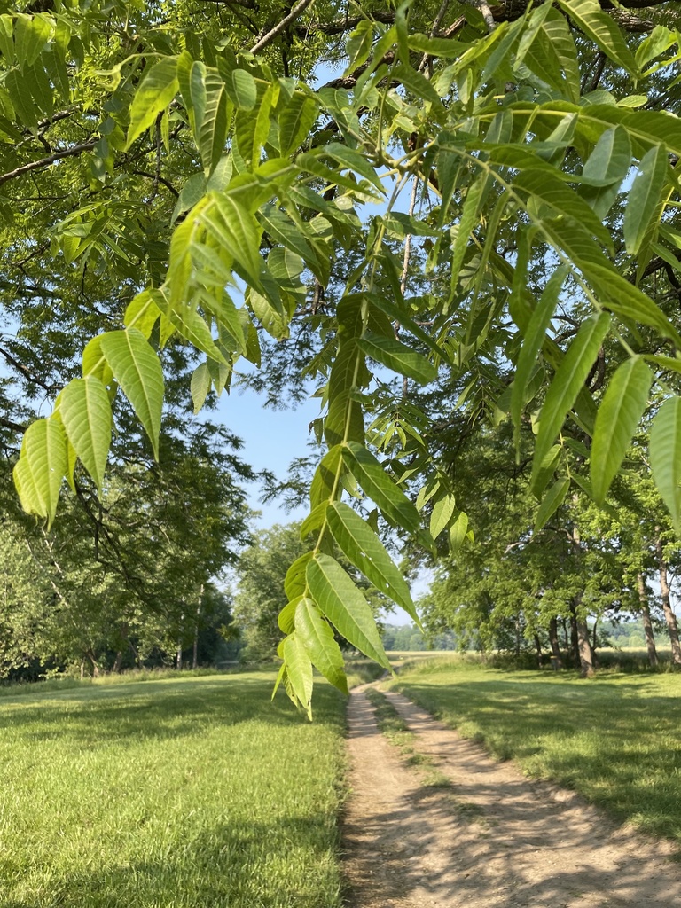 eastern black walnut from George Washington & Jefferson National ...
