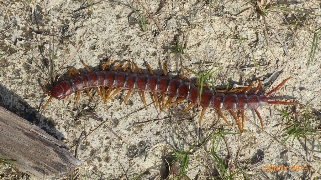 Caribbean Giant Centipede from San Rafael Del Yuma, San Rafael Del Yuma ...