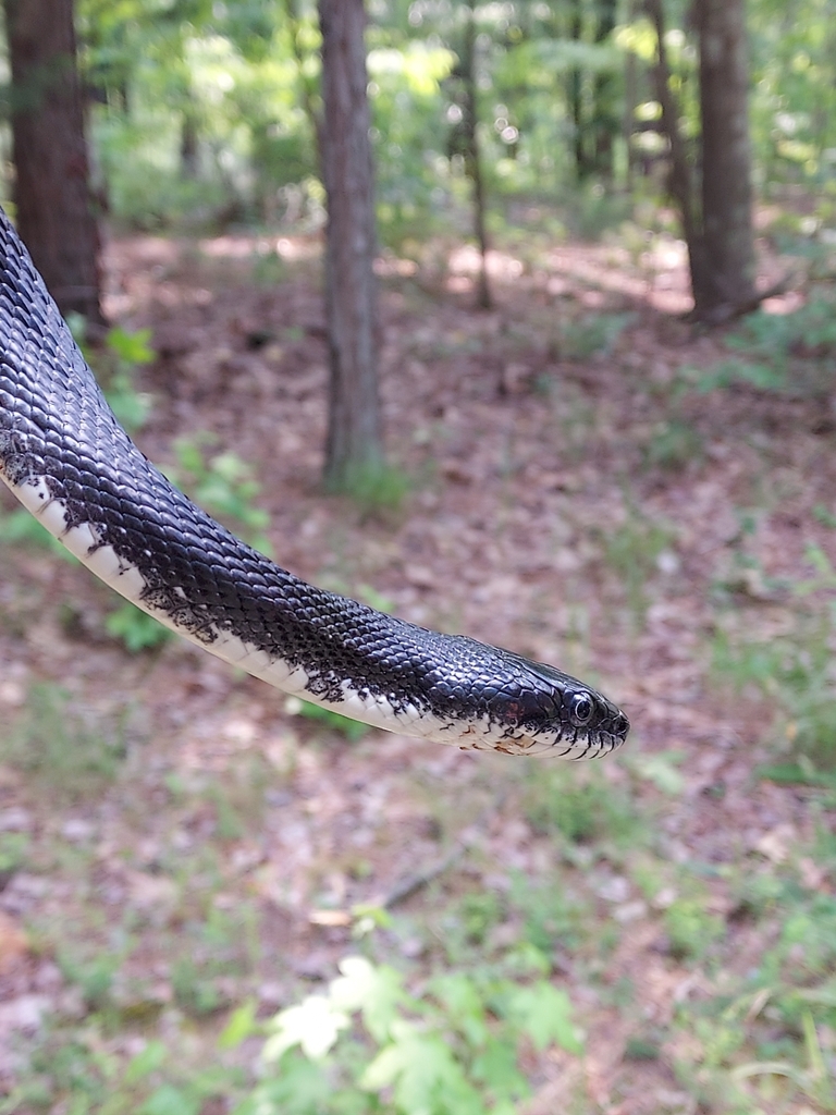 Eastern/Gray Ratsnake Complex from New Hope Creek Trail North on June 8 ...