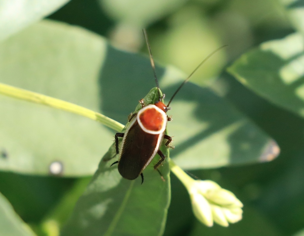 Pale-bordered Field Cockroach from South Llano River State Park ...