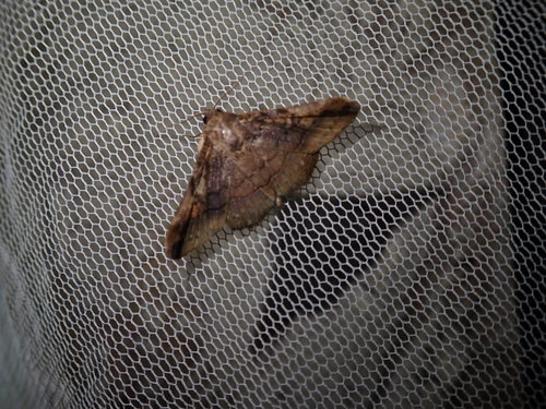 Focillodes dinawa · iNaturalist