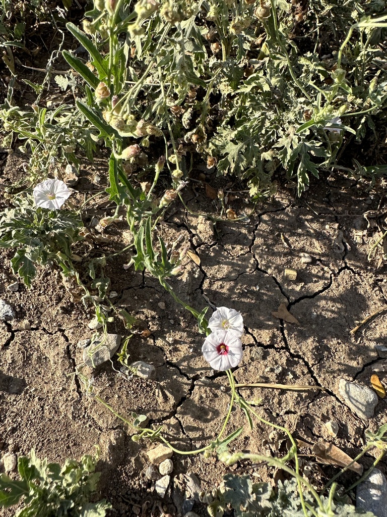 Texas bindweed from Eje Exterior, Santa Catarina, Nuevo León, MX on ...